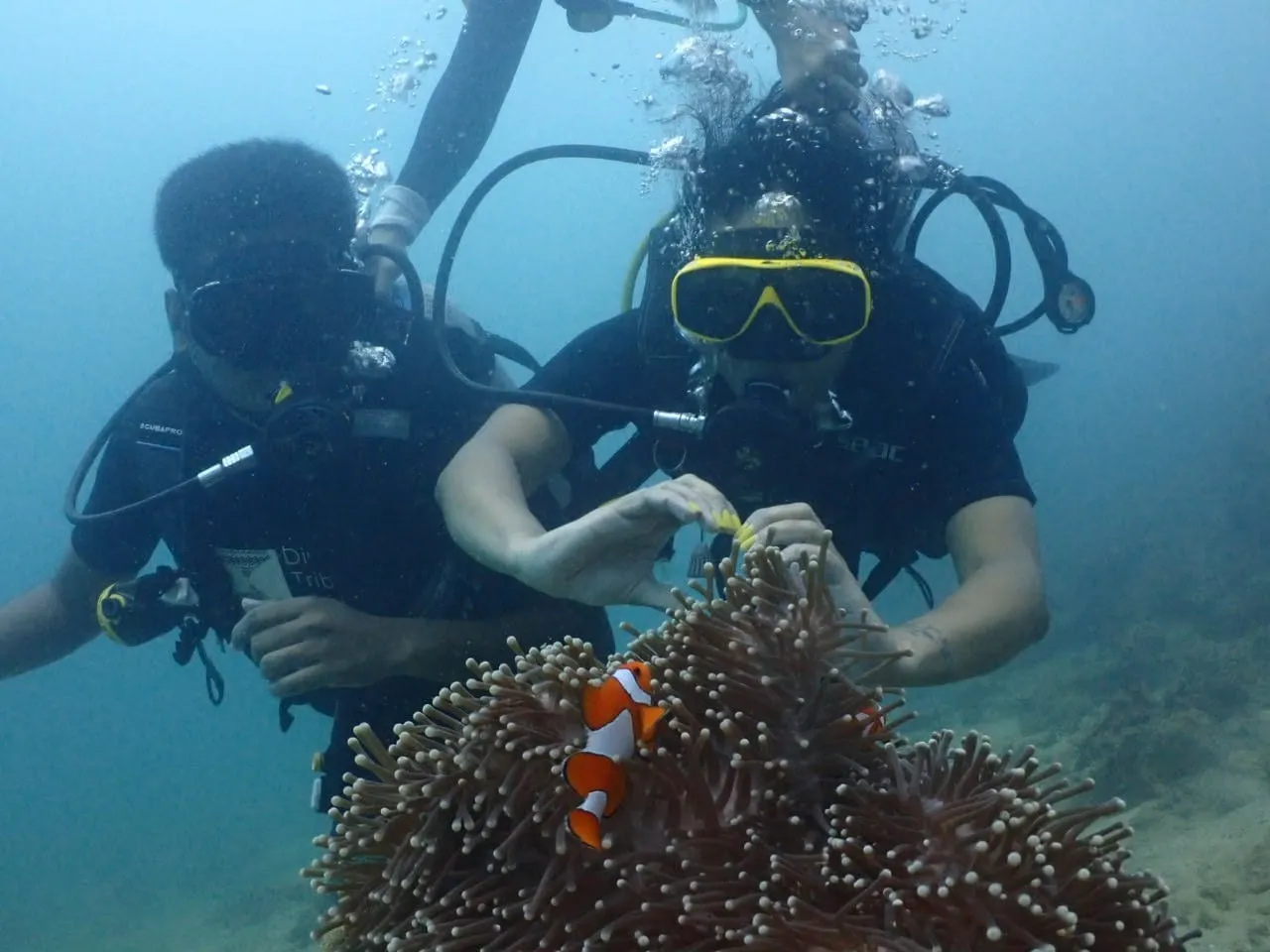 Discover Dive at Phi Phi (Afternoon) | By Dive Tribe